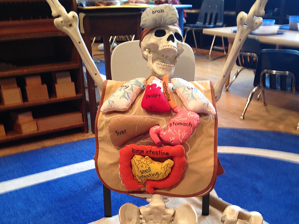 October - Welcome Mr. Bones! | Arletta Montessori